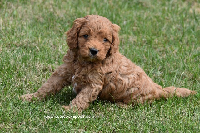 Cute Cockapoos: Tail Docking: Long and Waggy Tails are Welcomed Here!