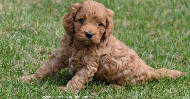 Cute Cockapoos: Tail Docking: Long and Waggy Tails are Welcomed Here!