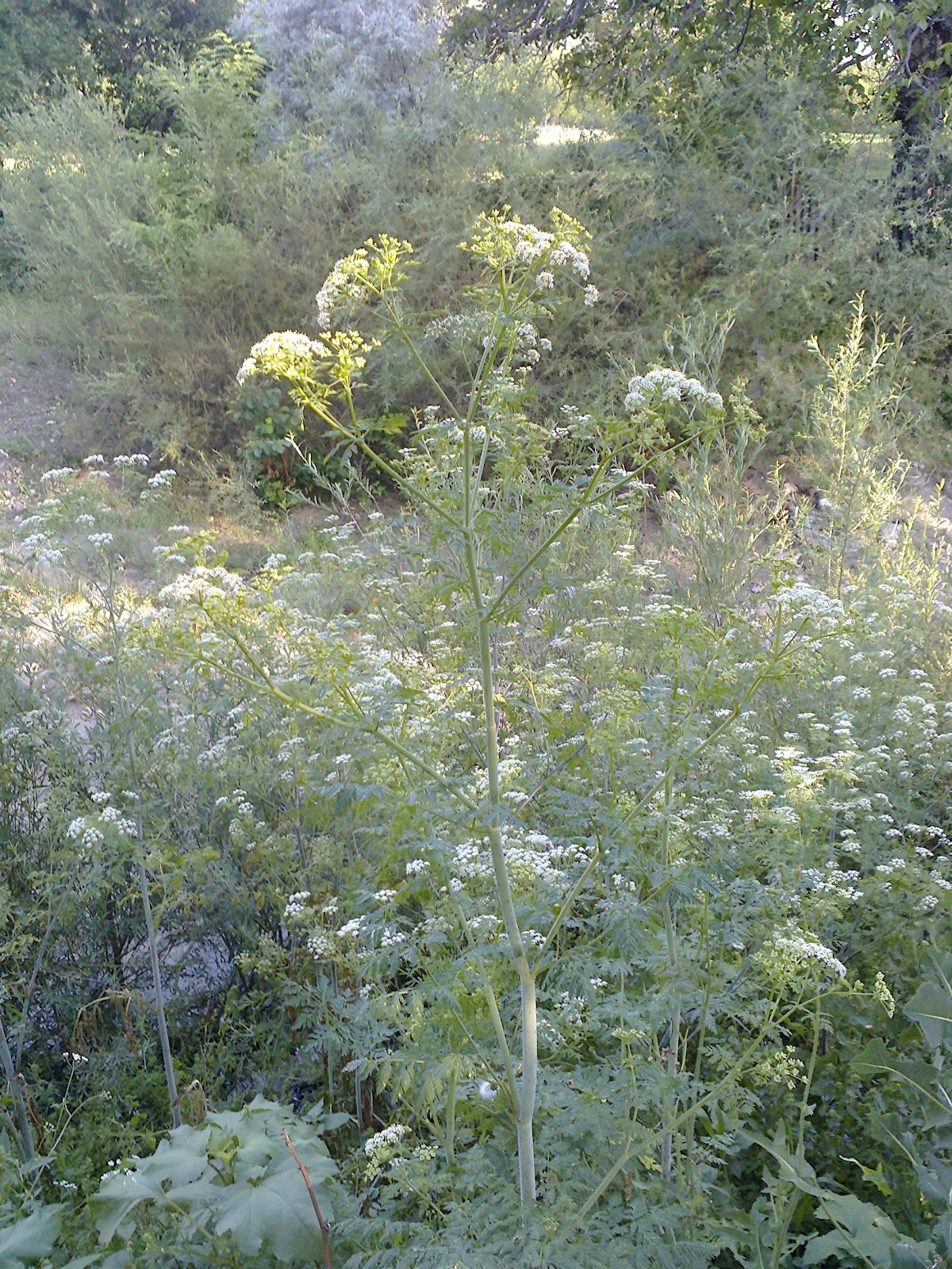 Timp liber: Posibile confuzii (partea a II-a) Morcovul salbatic vs. Cucuta