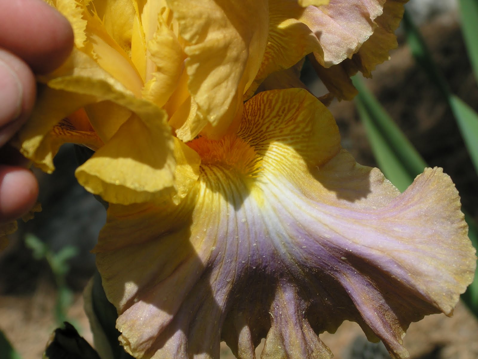 Muum's Musings: Iris Week wrap up - 'Dear Dorothy' blooms