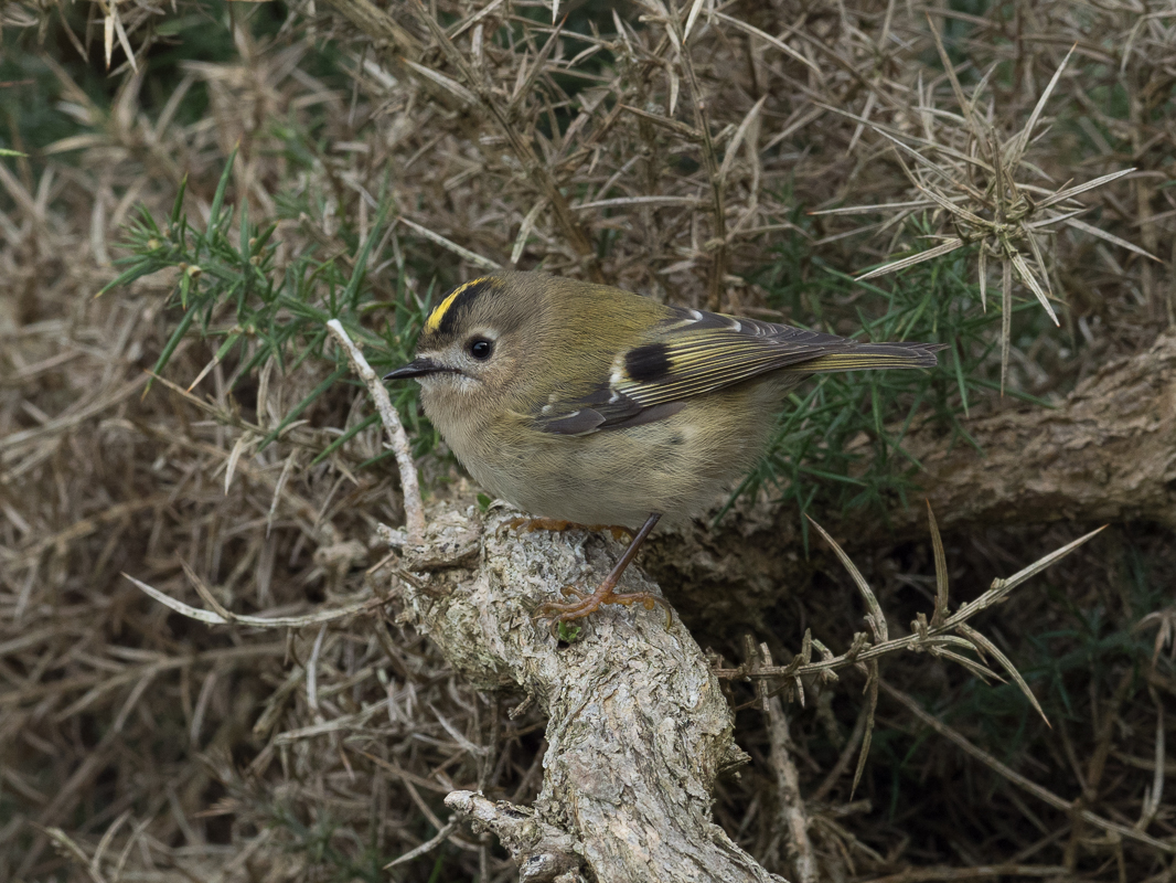 Lundy Bird Observatory Sightings Archive: 2018