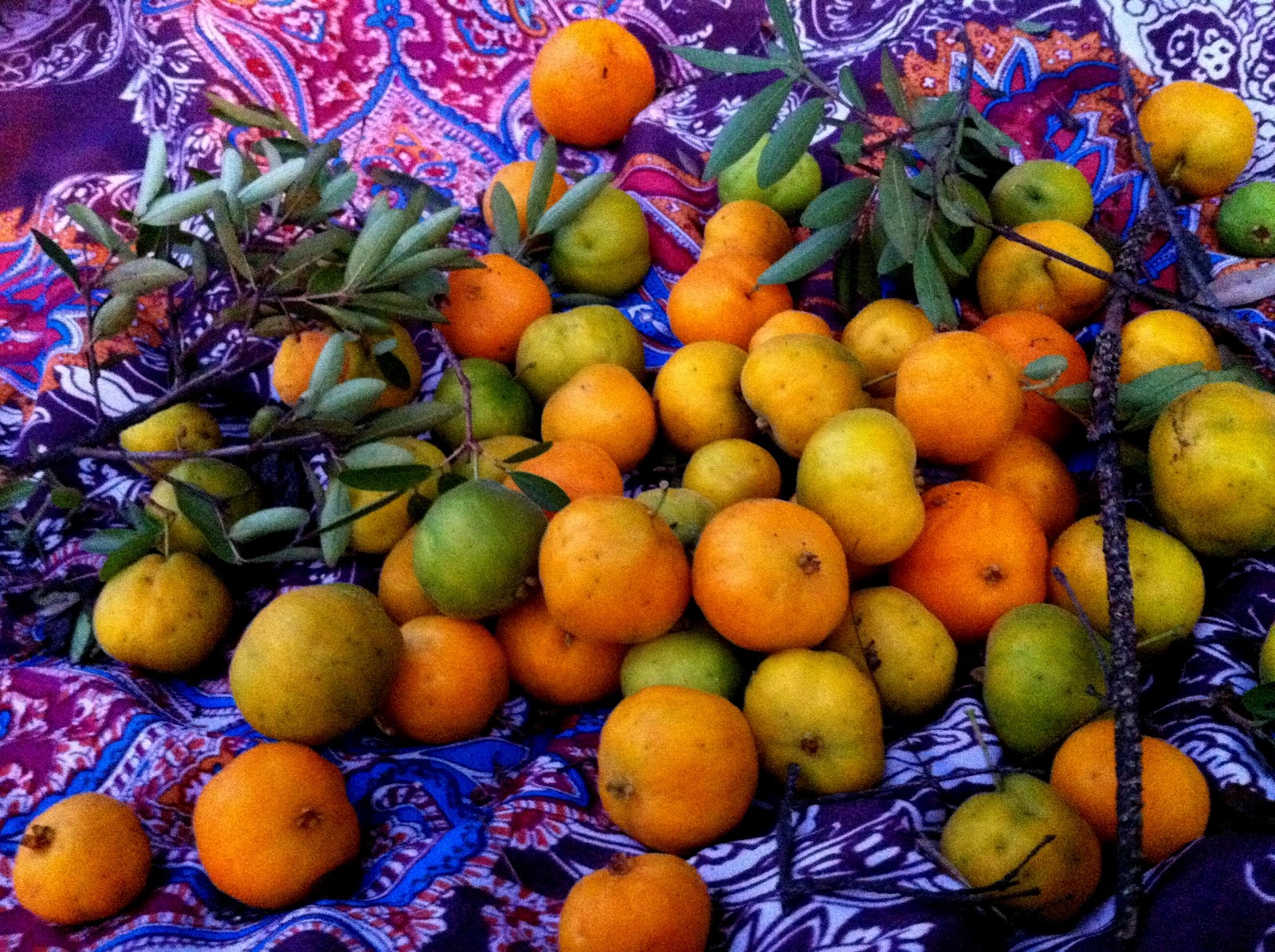 come-se: É tempo de uvaia