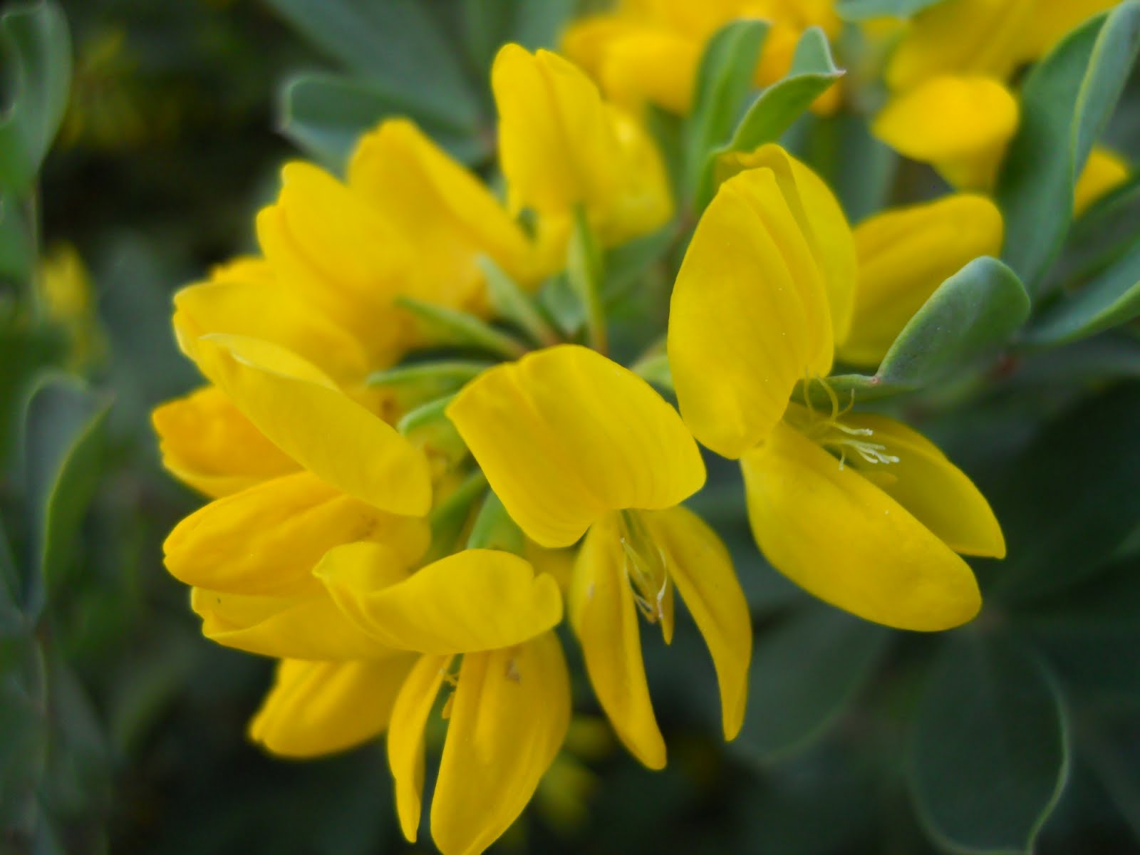 MIL FLORES DE COLORES: FLOR DE LA CAROLINA