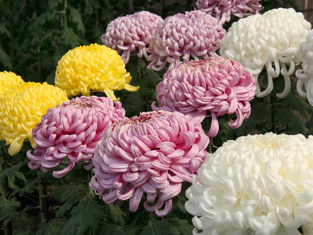 Giardino dei sogni: Un altro fiore autunnale, il Crisantemo.