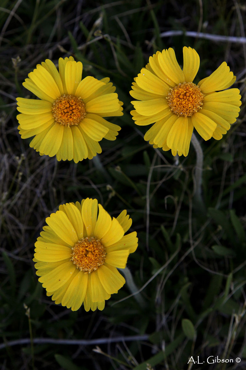 The Buckeye Botanist: Federally-Threatened Lakeside Daisy (Tetraneuris ...