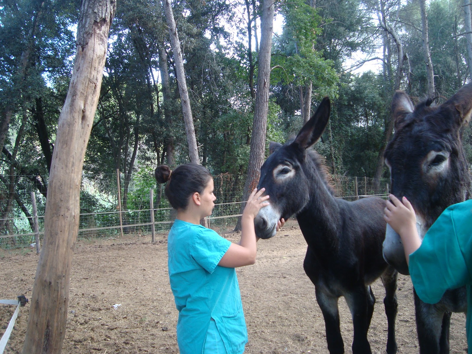 CATALONIAN DONKEYS' REPRODUCTION AT AUTONOMOUS UNIVERSITY OF BARCELONA ...