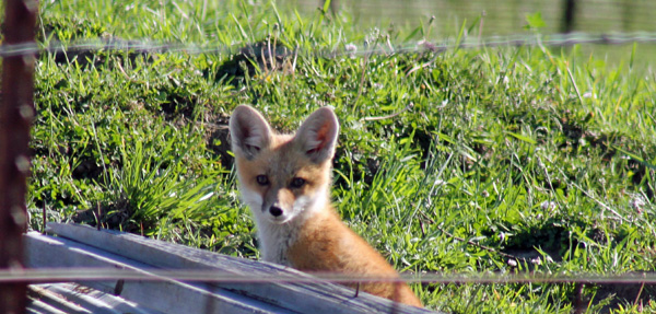 Explore Missouri: Fox Kits