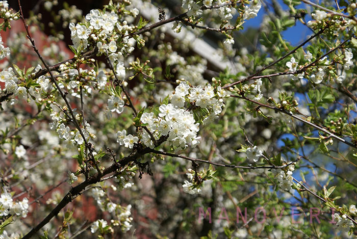 Manoveri: Runollisen kaunis kirsikkapuu