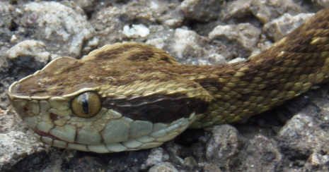 ResumoAnimalVegetal: BOTHROPS JARARACA