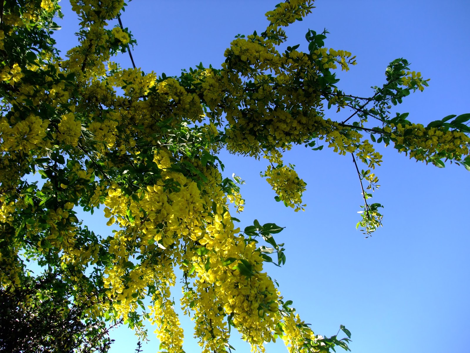 HERBAL PICNIC: GOLDEN CHAIN TREE