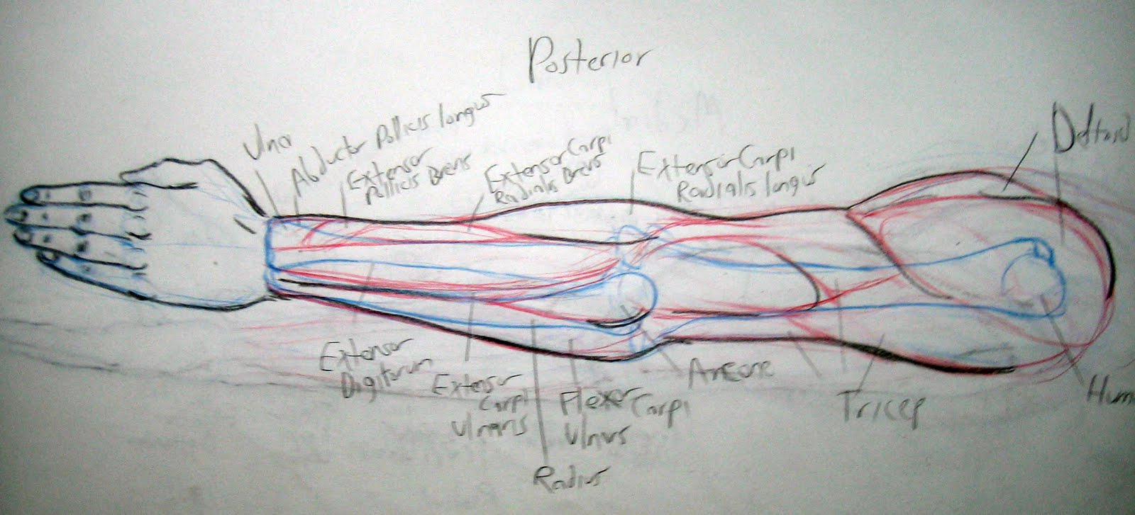 Art of John Guy: Anatomy Studies - Arms and Legs
