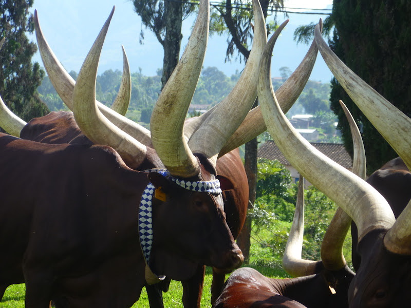 The Kroghs in Kigali!: The King's Palace and the Rwandan Cows!