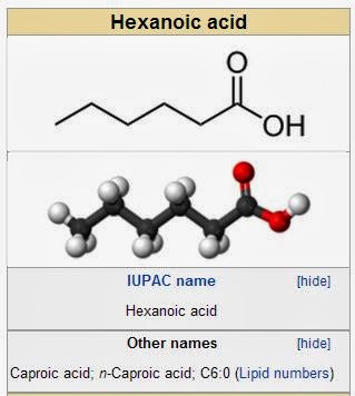 Medicine Newbie: Fatty Acids
