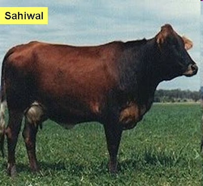 bukan doktor veterinar: Panduan Penternakan Lembu Tenusu