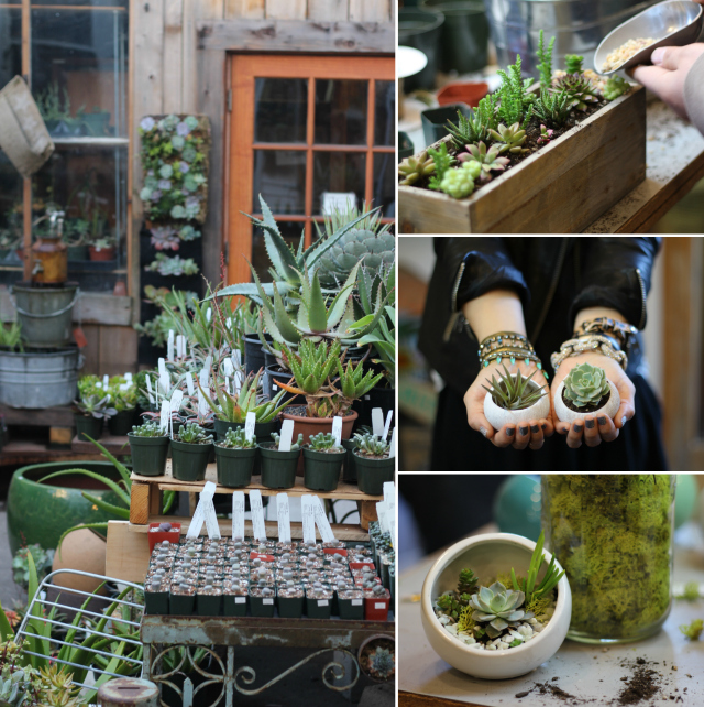 adore to adorn: The Great Succulence