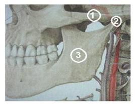 Tutorial Anatomía Cabeza y Cuello: Region maseterina