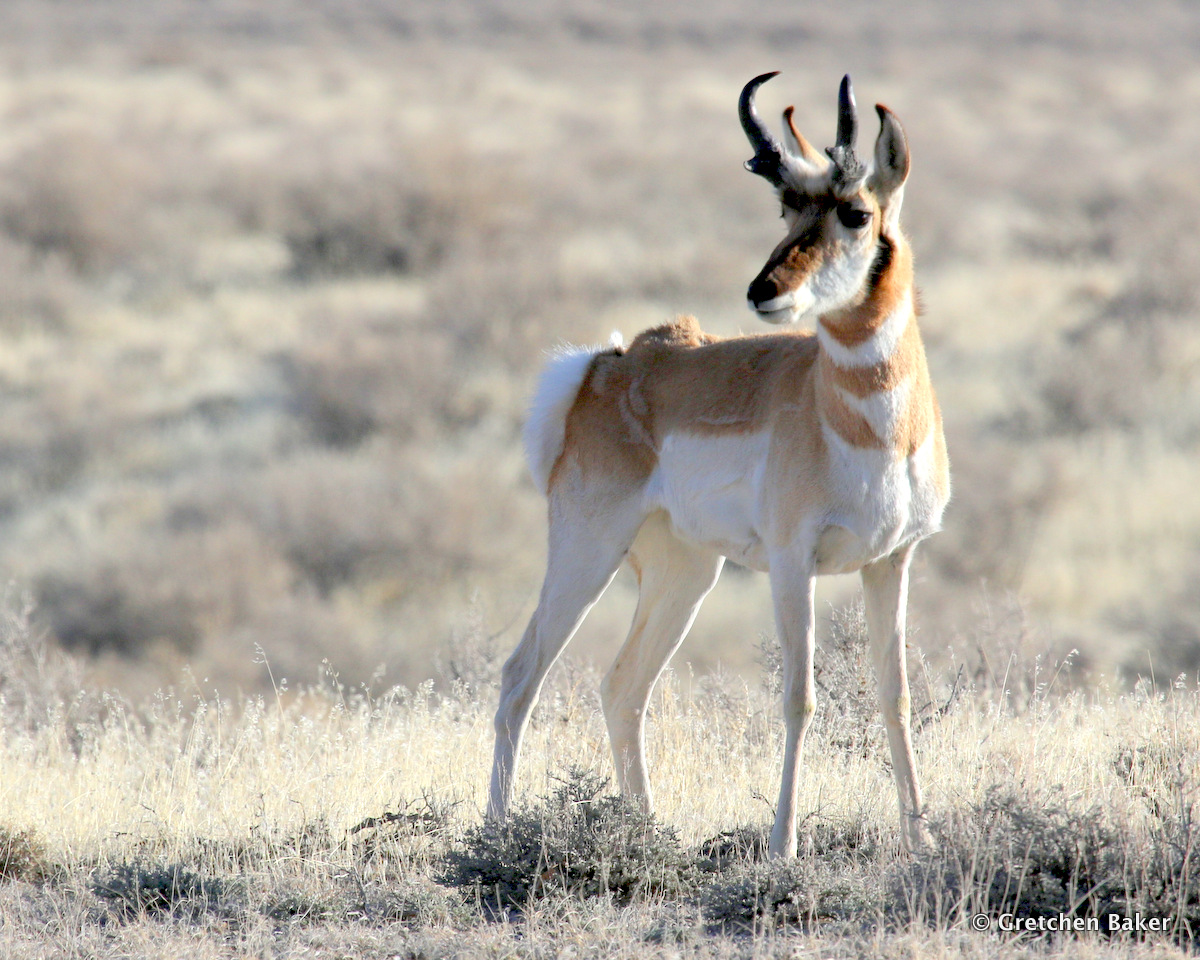 Desert Survivor: Pronghorn Photo Shoot
