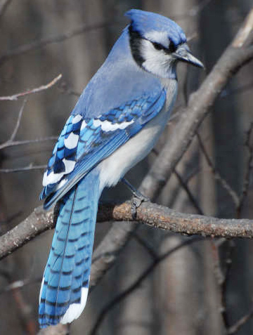 WWC Bird Crew Blog: Bird Profile: Blue Jay