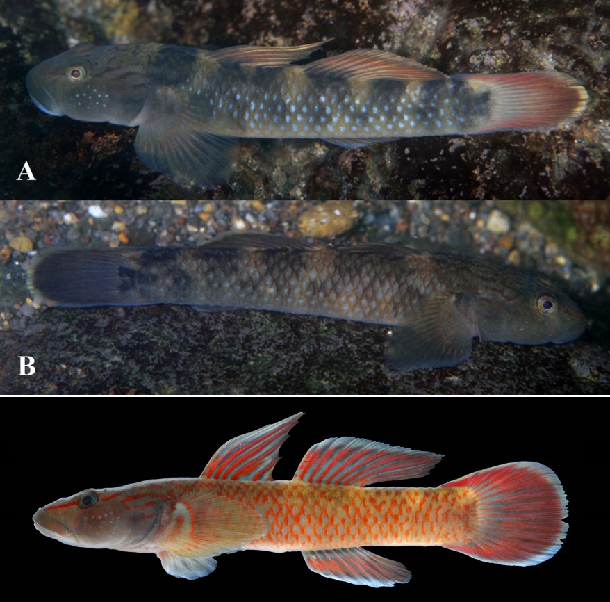 Species New to Science: [Ichthyology • 2017] Rhinogobius mizunoi • A ...