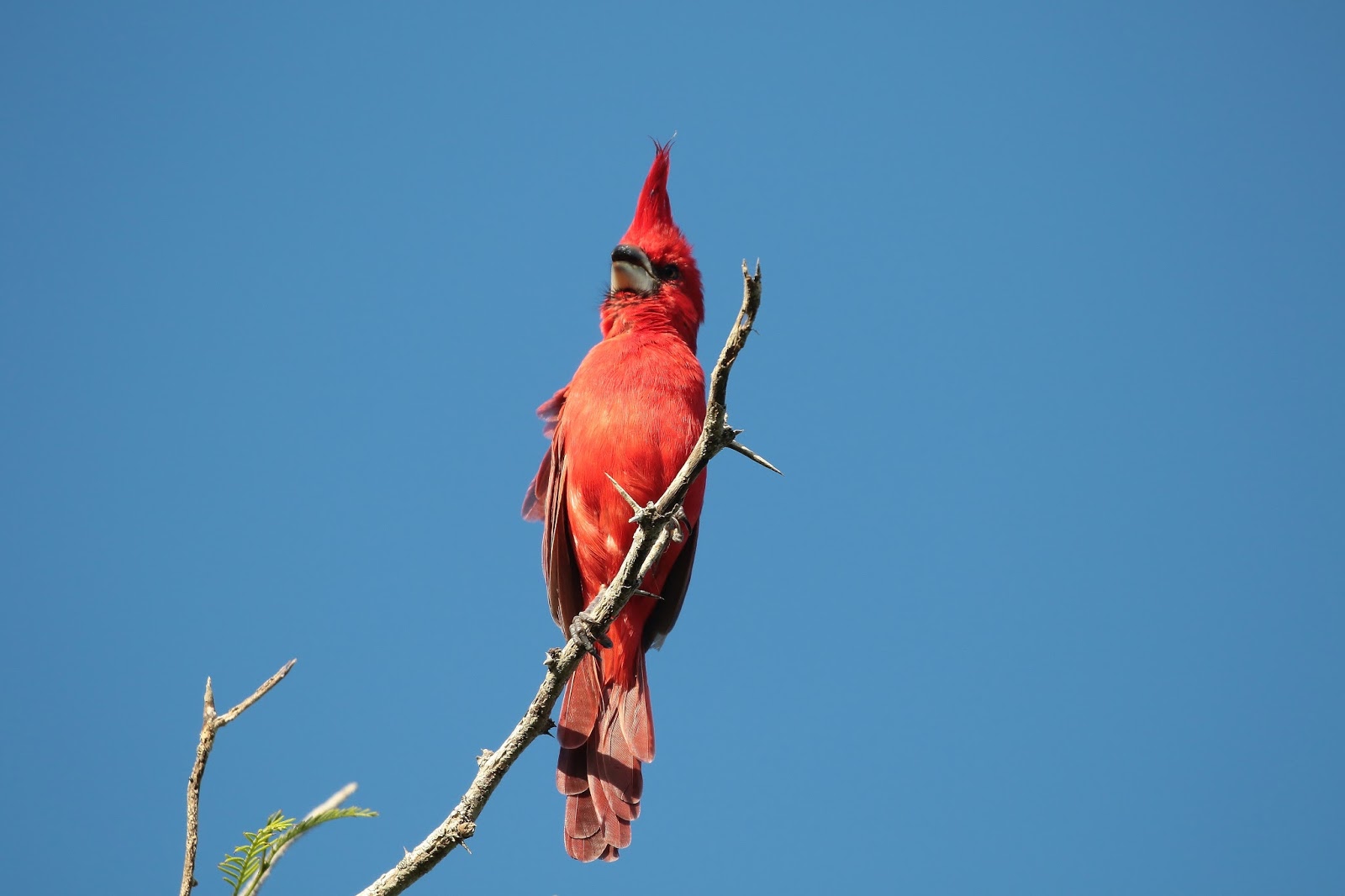 Nuestro bello mundo...: Excursion Paraguana, Edo. Falcon, tercer dia ...