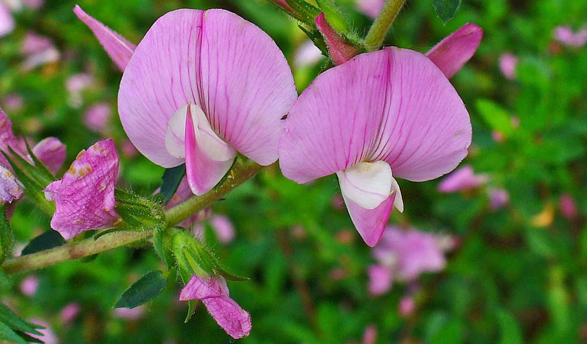 Plantas leguminosas: 30 ejemplos - Biología