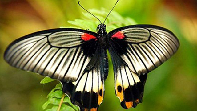 EKOGEO: INDAHNYA KUPU-KUPU DAN KEBERAGAMAN JENIS KUPU-KUPU DI INDONESIA