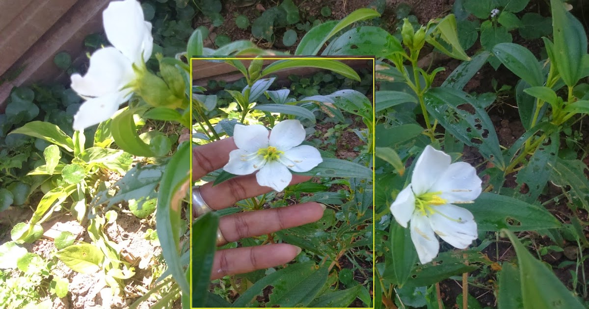 mistik-ajaib.blogspot.com: HOT 🔥🔥🔥 BENIH SENDUDUK PUTIH UNTUK DJUAL...