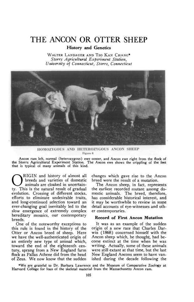 Chronicles of a humpy dweller: Latest news from Shaun the sheep