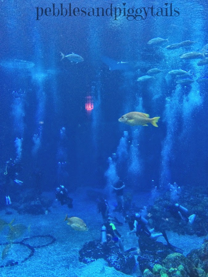 We Tried Disney’s DiveQuest at Epcot | Making Life Blissful