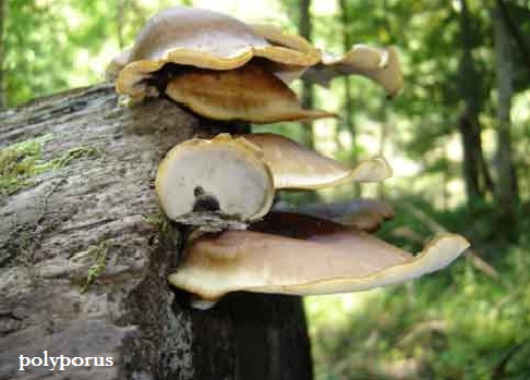 Mengenal macam dan Jenis Jamur Beracun ~ MAPALA - MIPALA FMIPA UNTAN