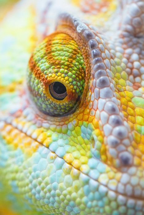 Pattern Animal Skin Chameleon Texture - The Original Patterns