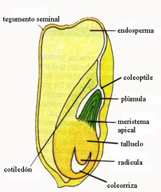 PLANTAS Y JARDINES: PARTES DE UNA SEMILLA