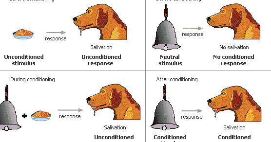 Pets Info: Conditioned Emotional Responses in Dogs