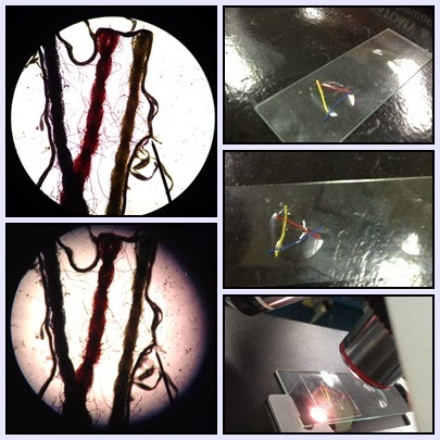 ANATOMY & PHYSIOLOGY 2013-2014: The Microscope and Animal Cells