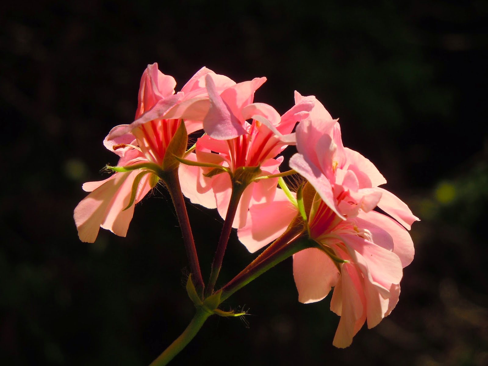 DIÁRIO COM A NATUREZA: 13 DE ABRIL - GERÂNIO - FLOR
