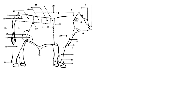 Large Animal Vet: Beef Identification