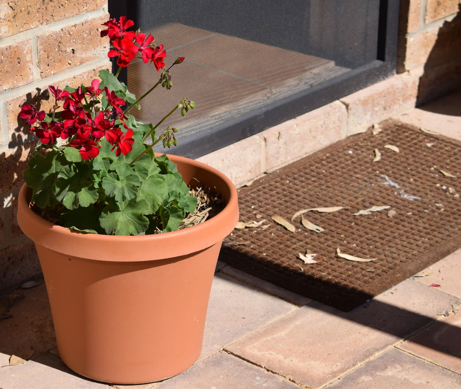 A Darn Good Yard: At the Back Door