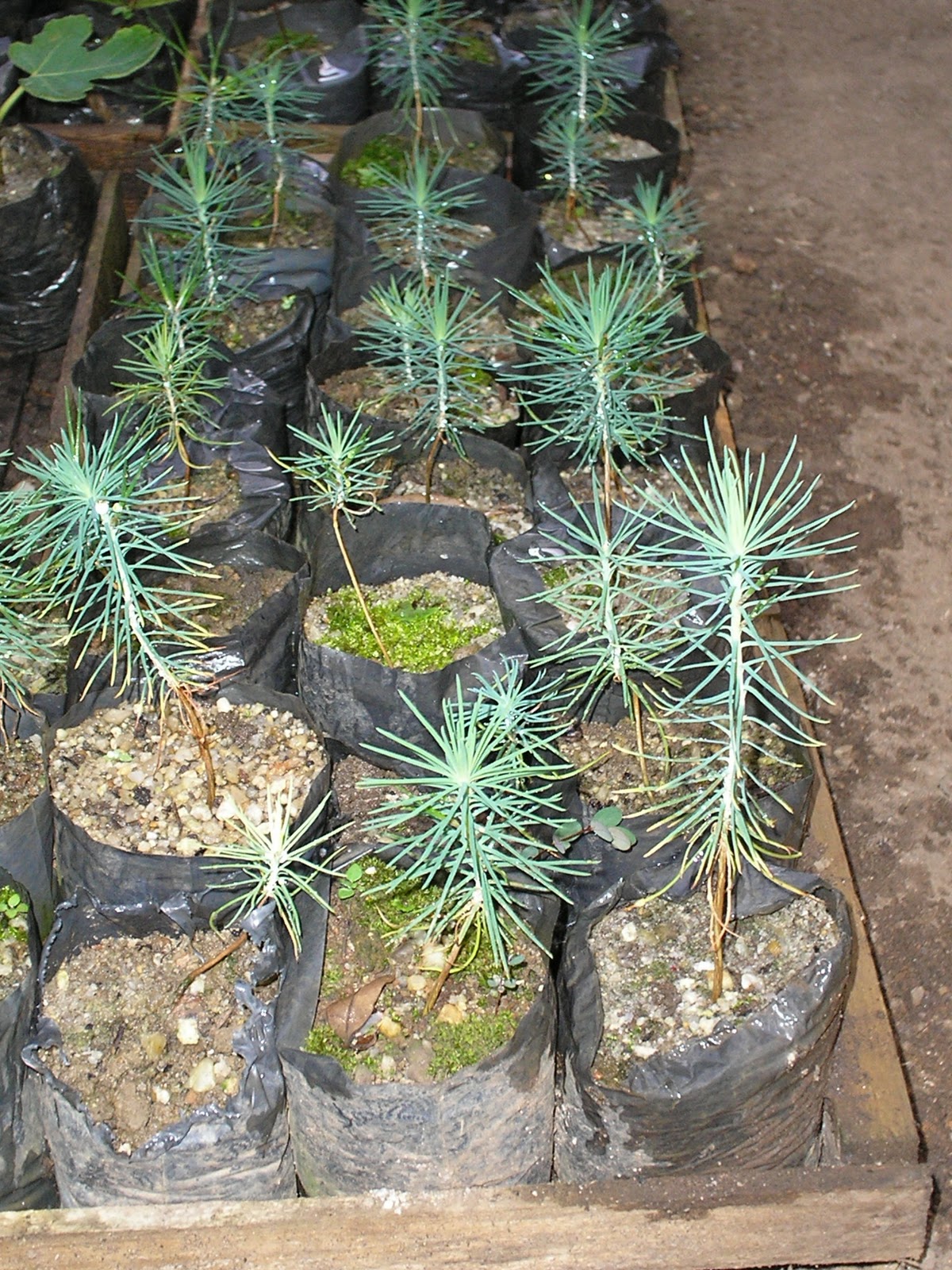 Bonsai: Bonsai Cultivo de Pinheiro Negro (Japanese Black Pine Development)