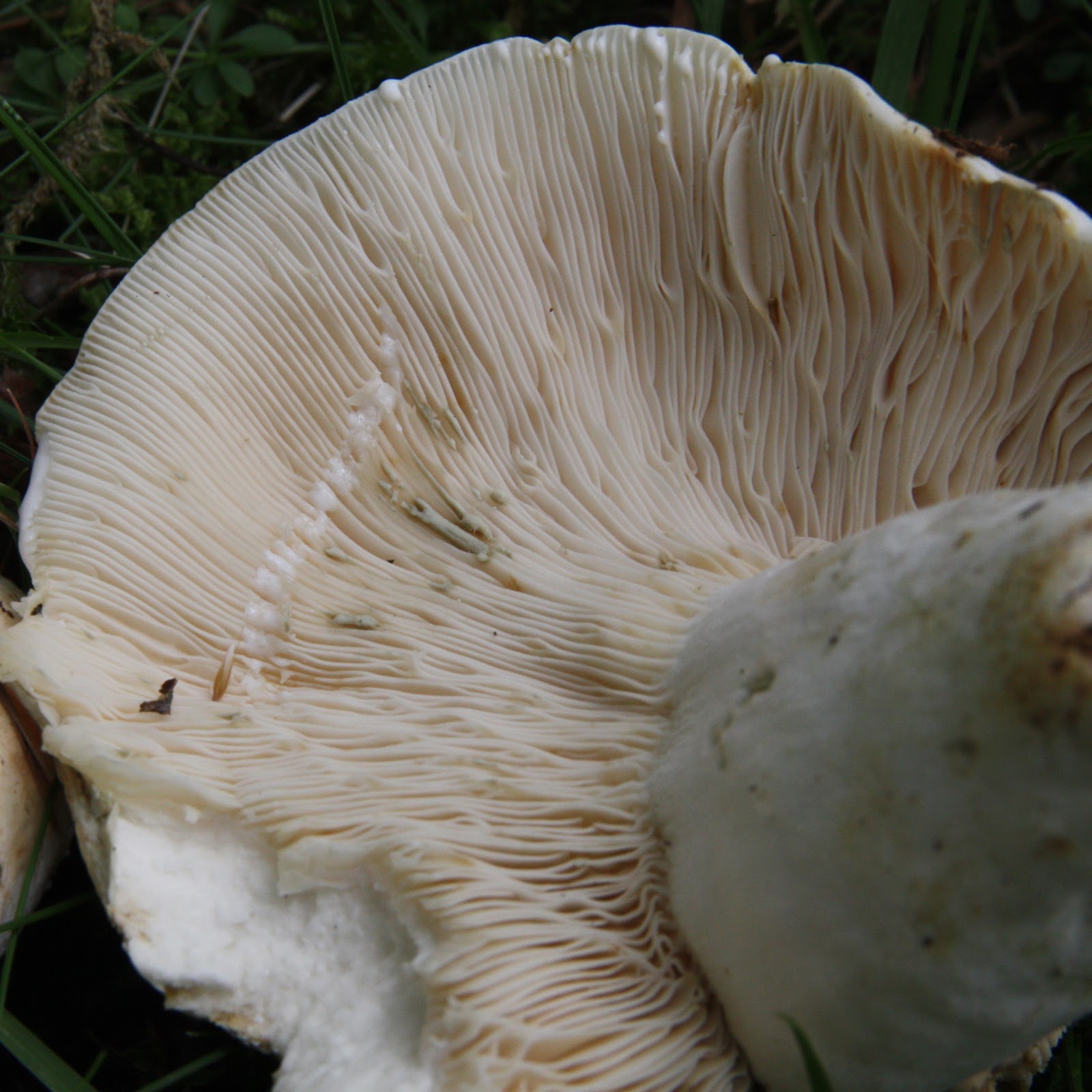 Guía de Setas y Hongos de Navarra.: Lactifluus pergamenus (Sw.) Kuntze