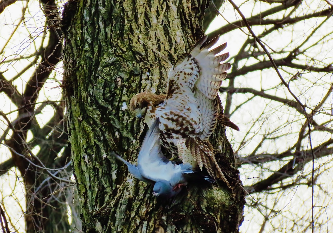 EV Grieve: Hawk vs. pigeon today in Tompkins Square Park