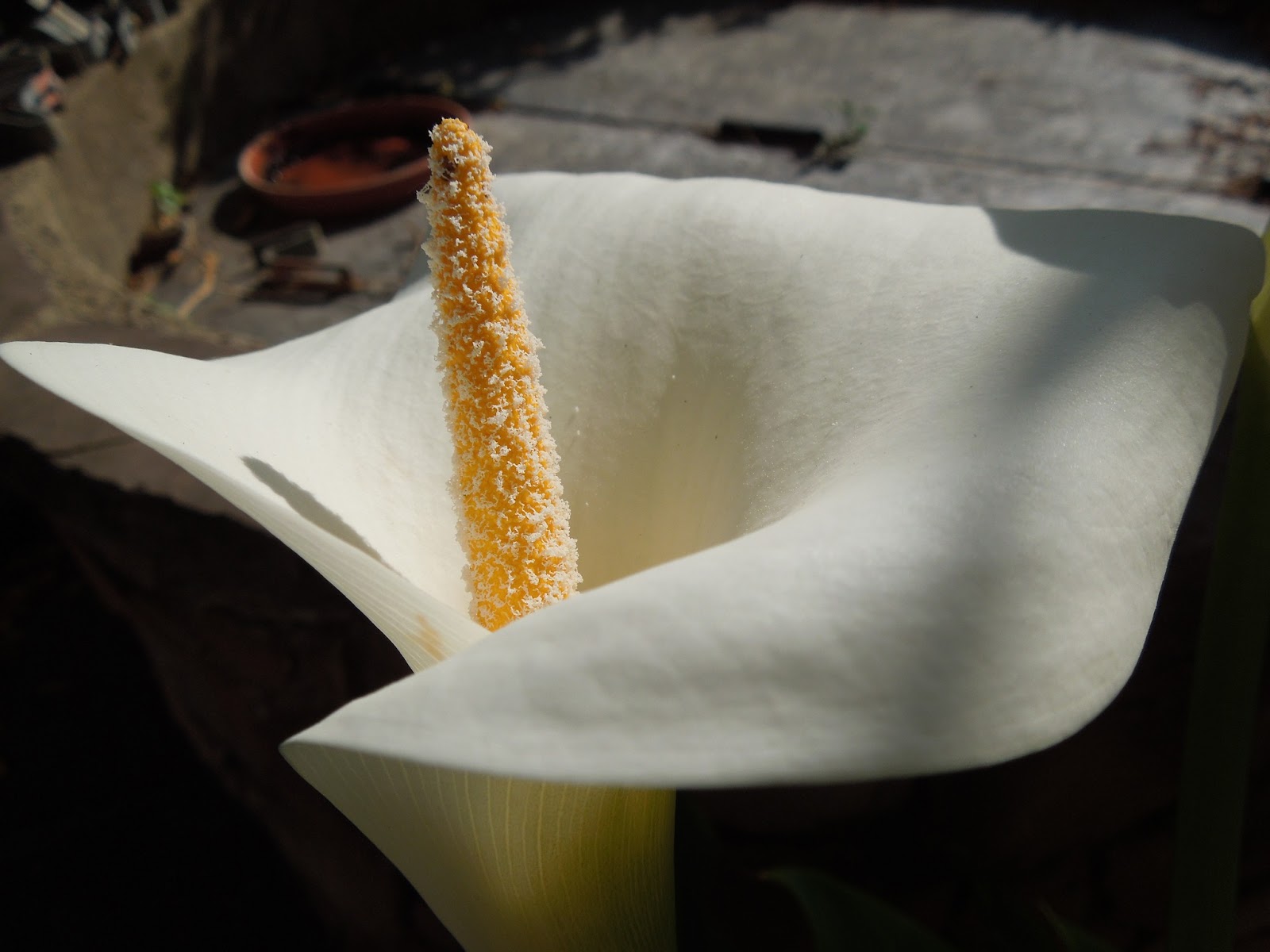 CALA - BOTÀNIC SERRAT