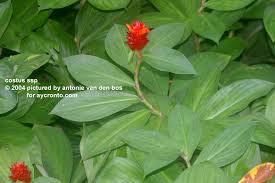 verdefolhaverde: CANA DO BREJO (TÈTÈRÈGÚN)