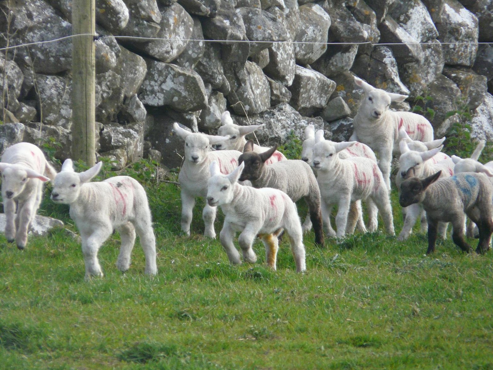 Things You Need For Raising Orphan Lambs