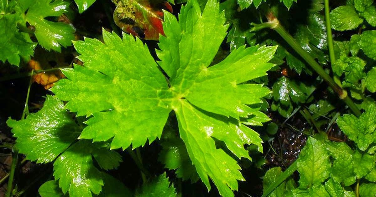 Medicinal Plants: Ranunculus laetus, Renoncule bulbeuse