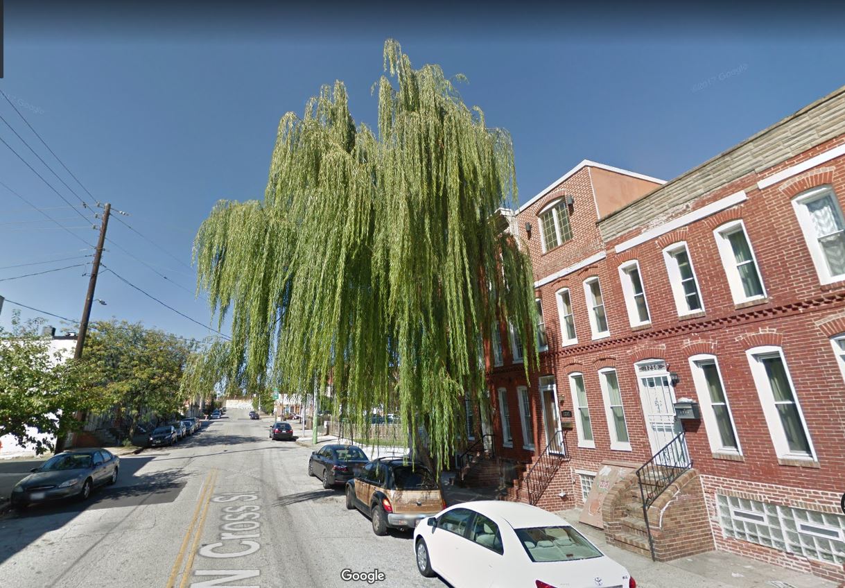 A Pigtown Perspective