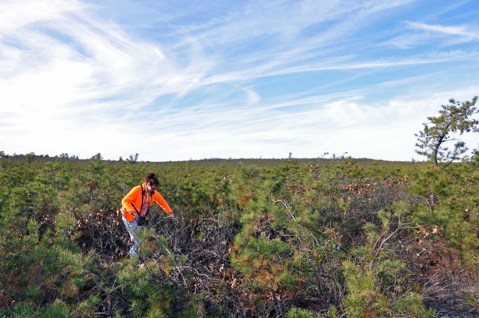 Birds & Words: Pygmy Pines & Brig Ducks 11/19