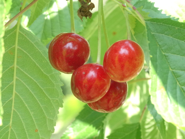 Els arbres del Jordi: ELS CIRERERS