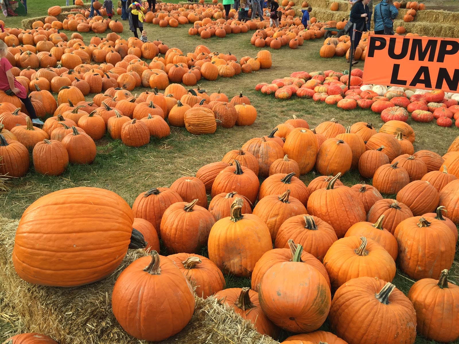 Tosh Lanquist: Fall Harvest Festivals