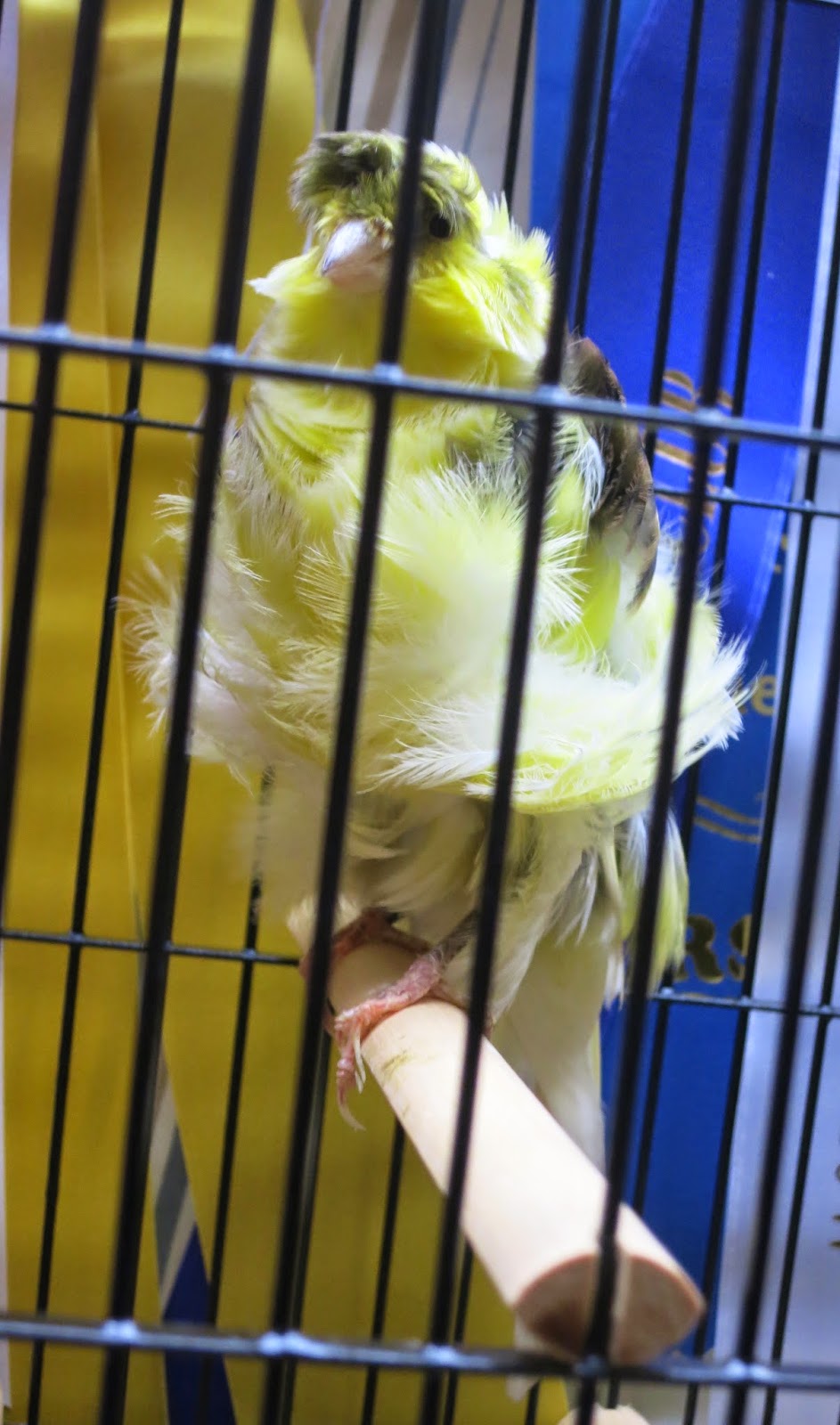 Canary Tales: Florida Canary Fanciers Part 6 Lovely Top Bench Type ...