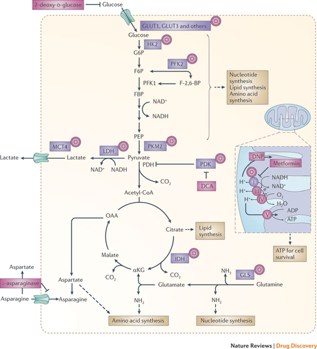The Arts, Sciences and Medicine: Understanding Cancer Metastasis